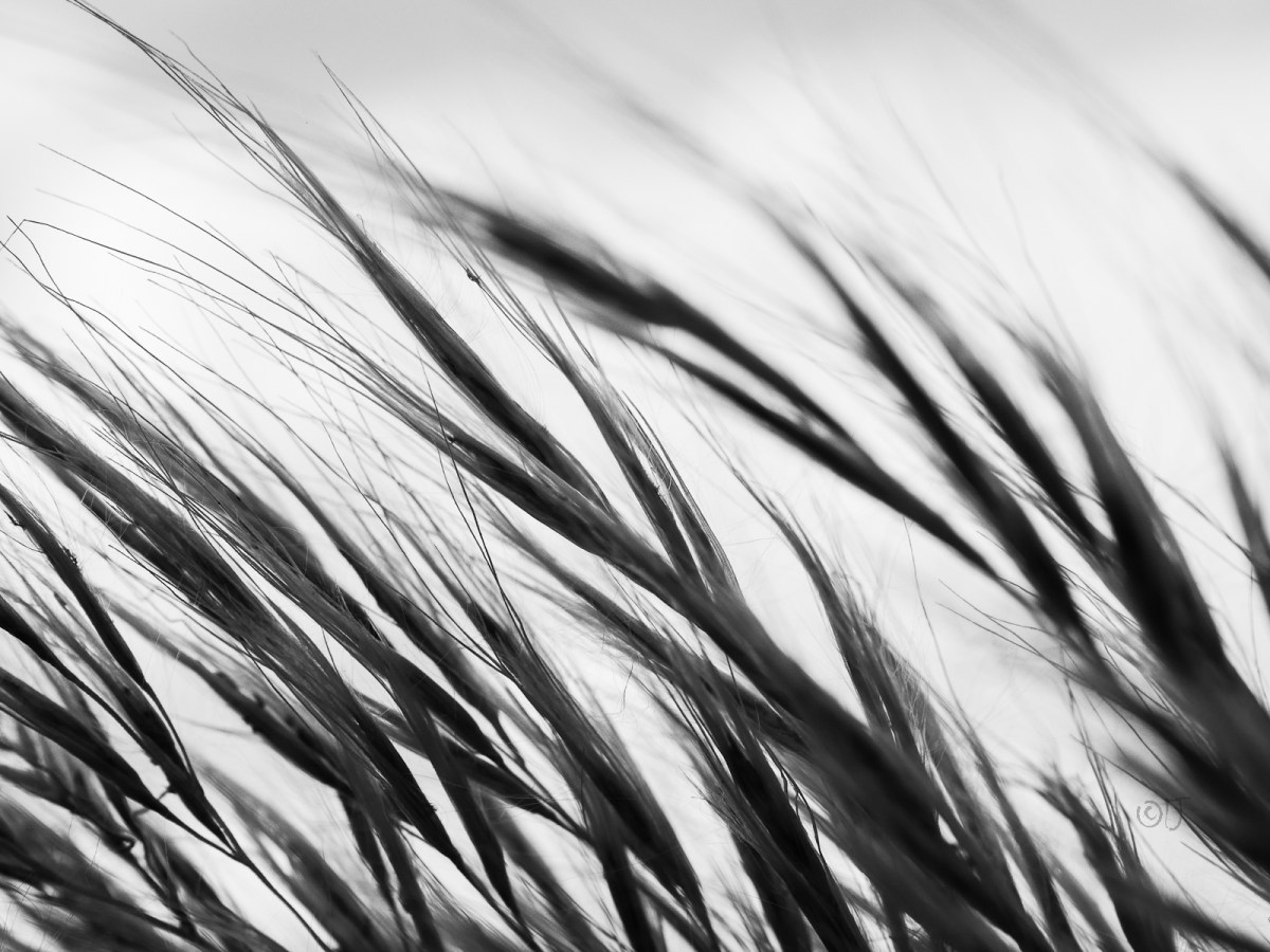 Reed song – PoetryPix