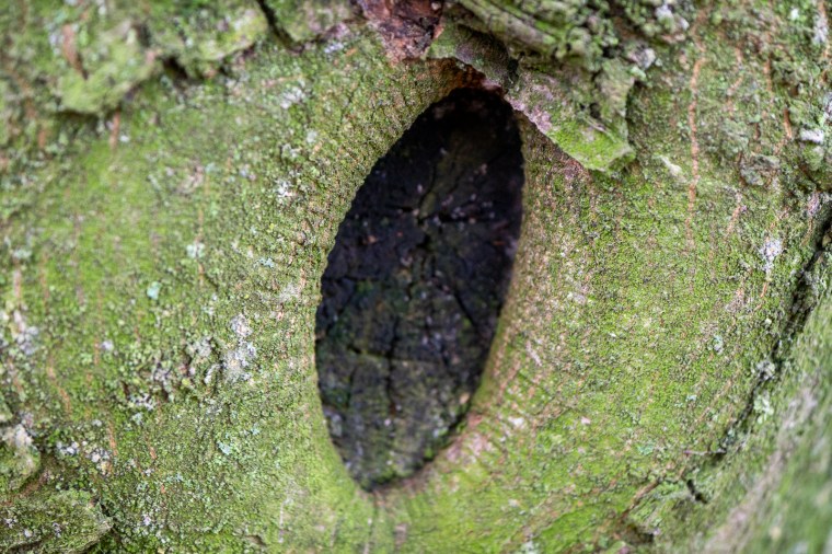 Tuesday trees – PoetryPix