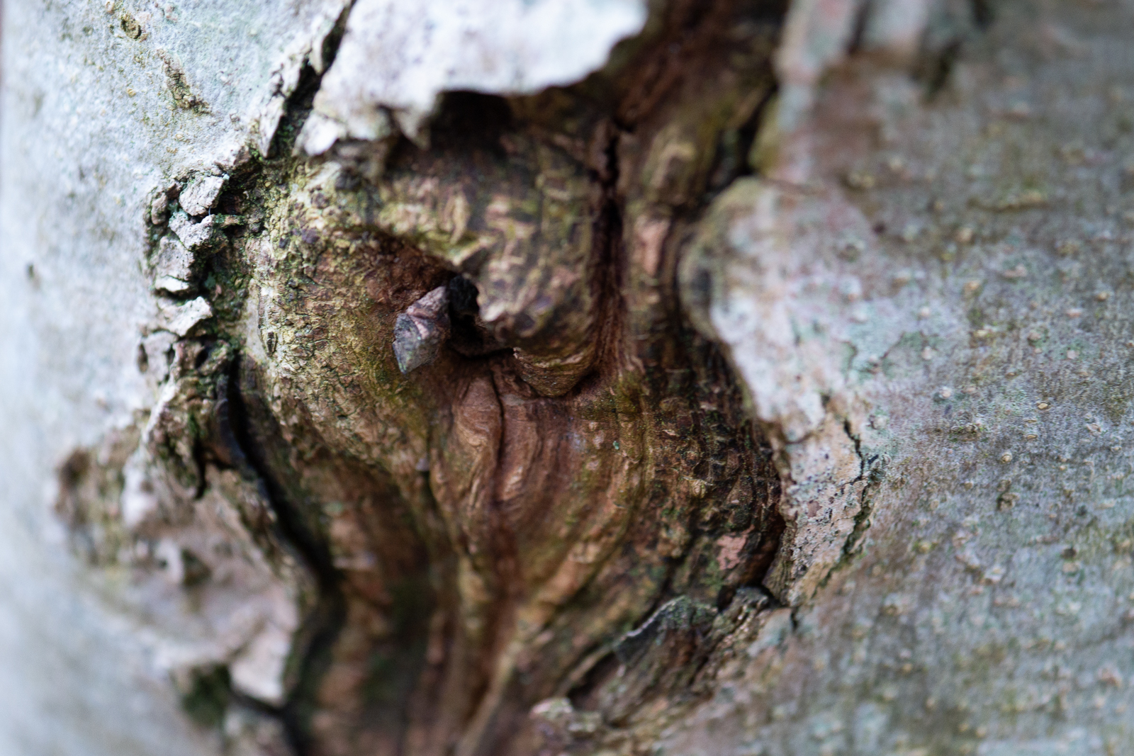 Tuesday trees – PoetryPix