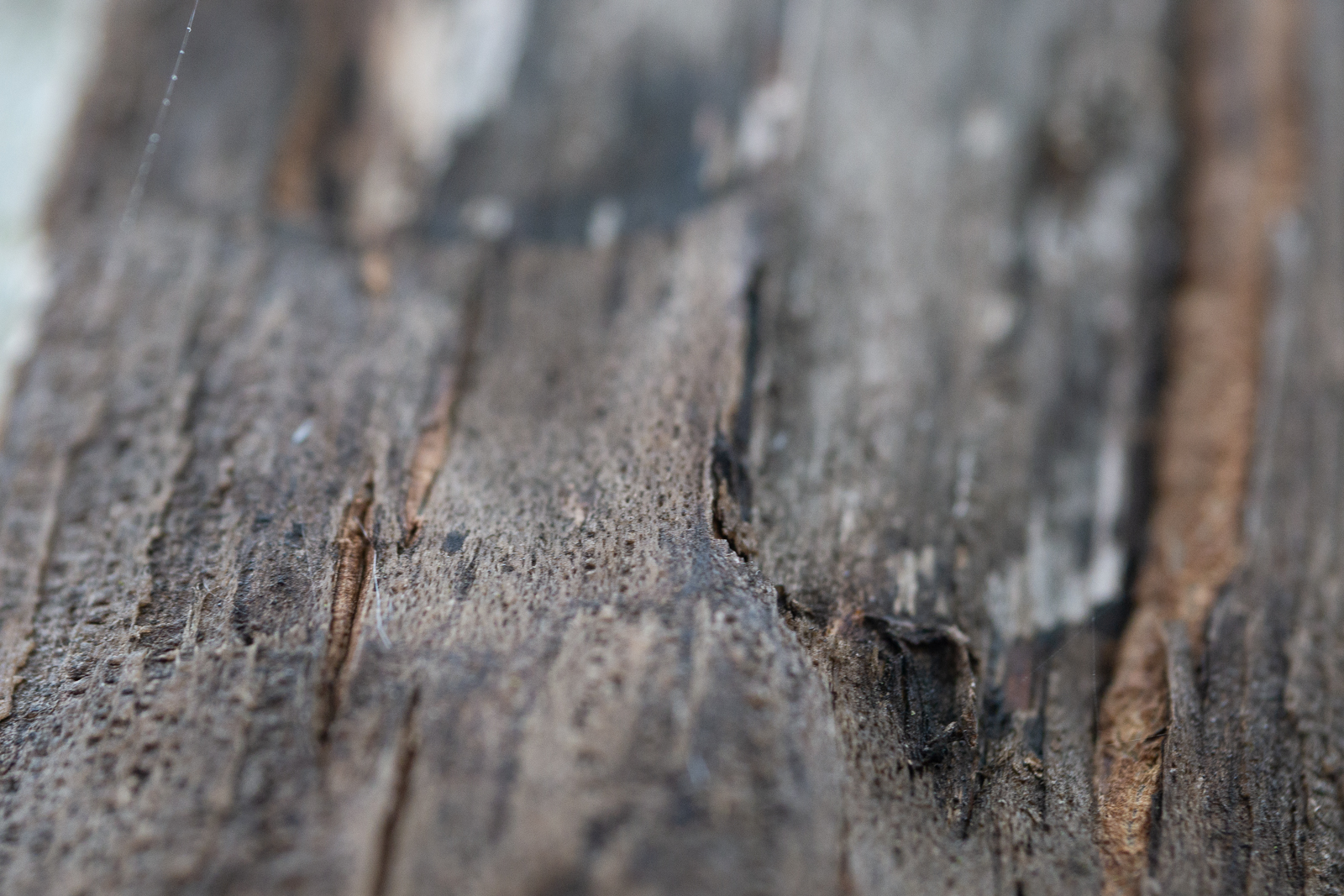 Tuesday trees – PoetryPix