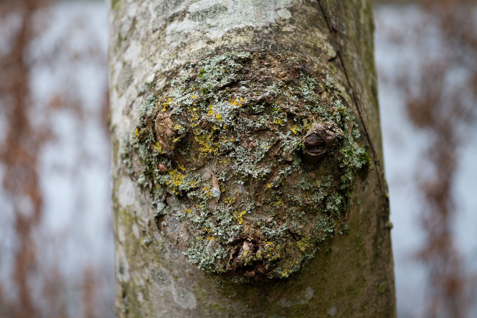 Tuesday trees – PoetryPix