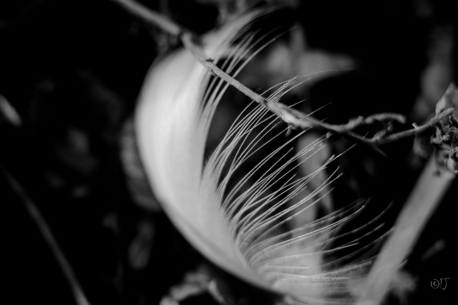 Threads – PoetryPix