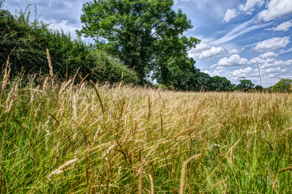A meadow meander in HDR – PoetryPix
