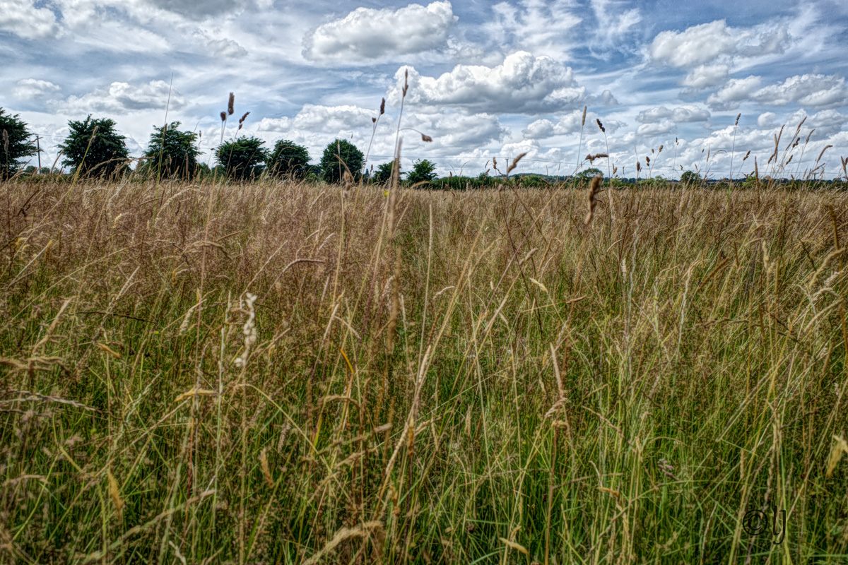 A meadow meander in HDR – PoetryPix
