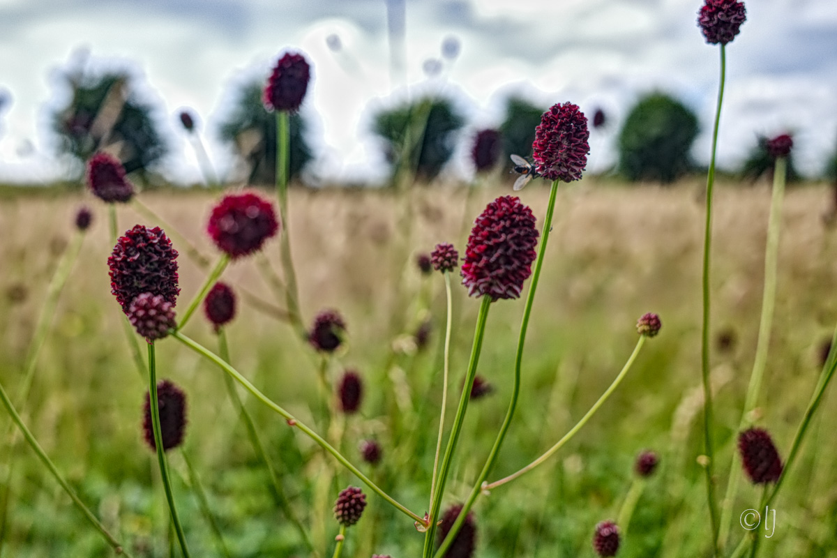 A meadow meander in HDR – PoetryPix