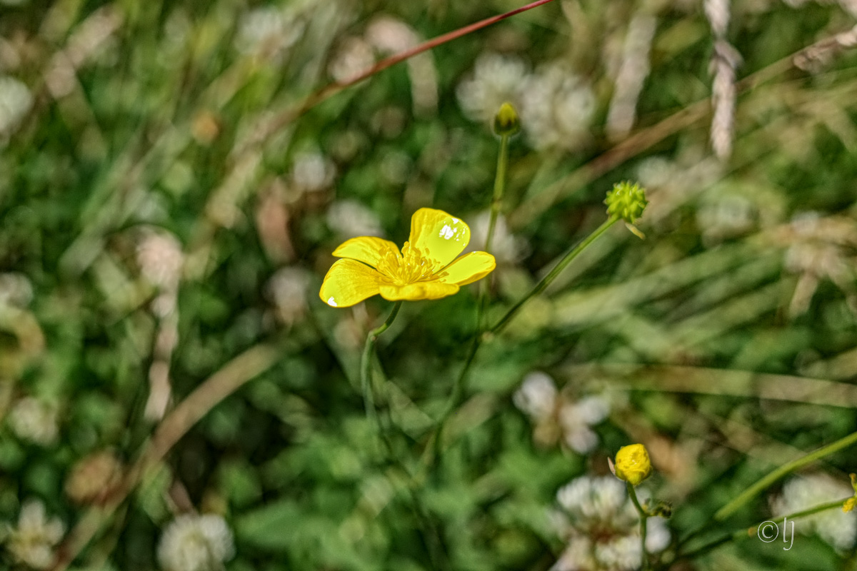 A meadow meander in HDR – PoetryPix