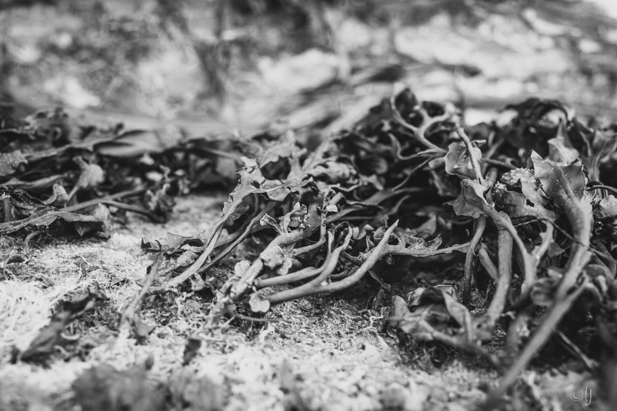 tufts of kelp – PoetryPix