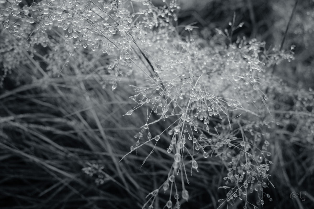 Mizzle, drizzle and Smur – PoetryPix