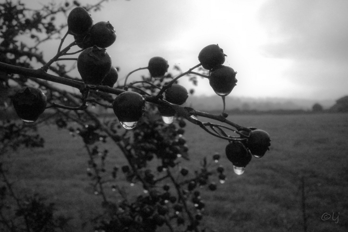 Mizzle, drizzle and Smur – PoetryPix