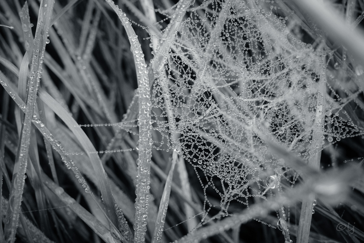 Mizzle, drizzle and Smur – PoetryPix