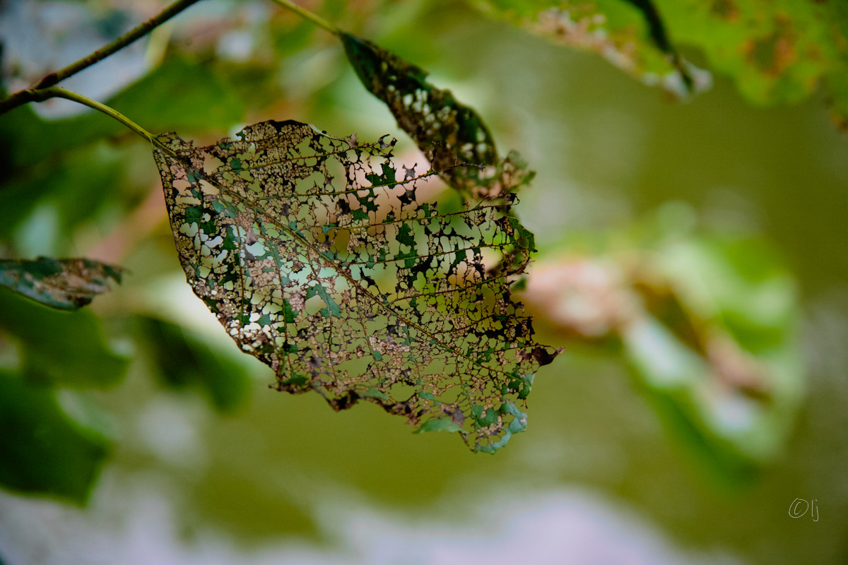 Pairs around the pond – PoetryPix