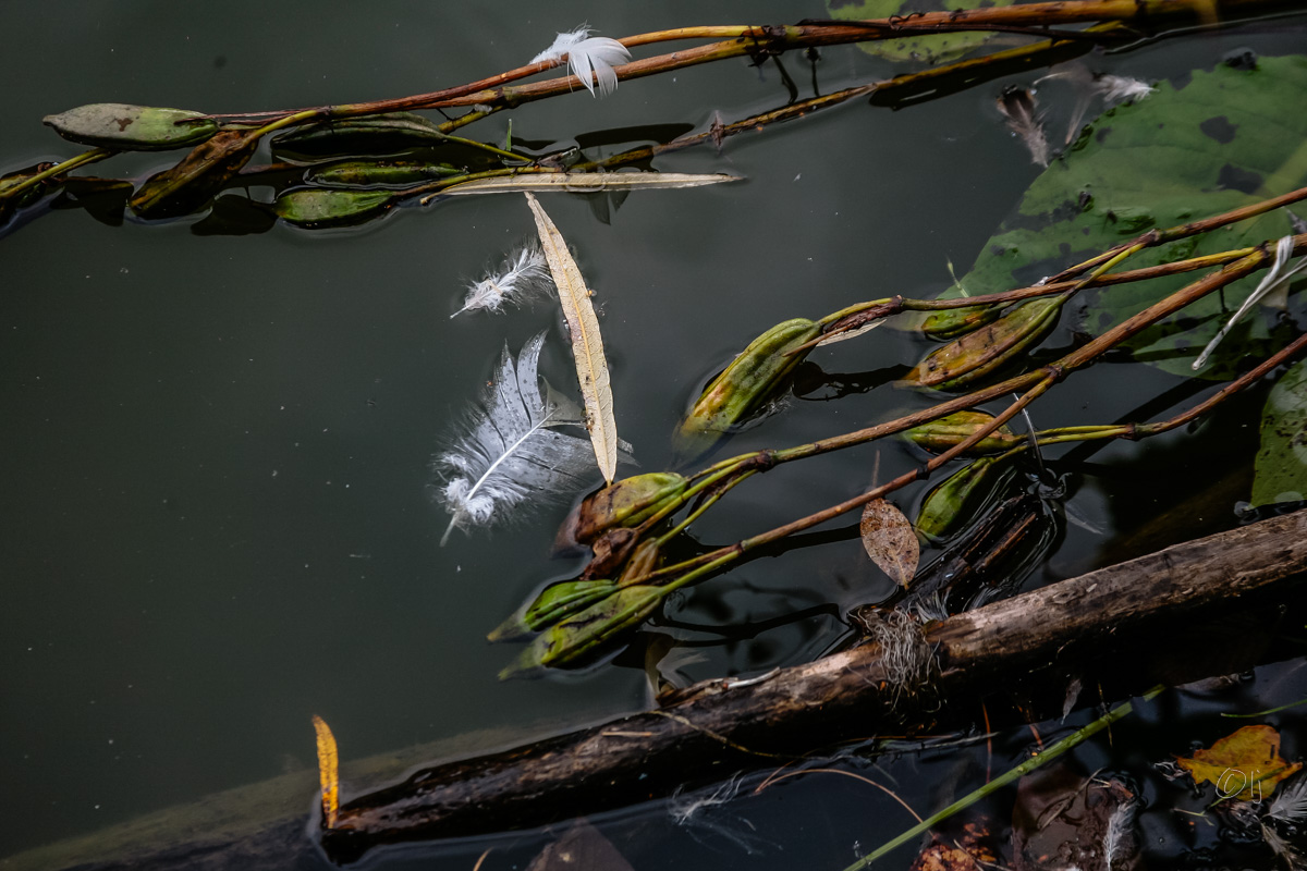 Pairs around the pond – PoetryPix