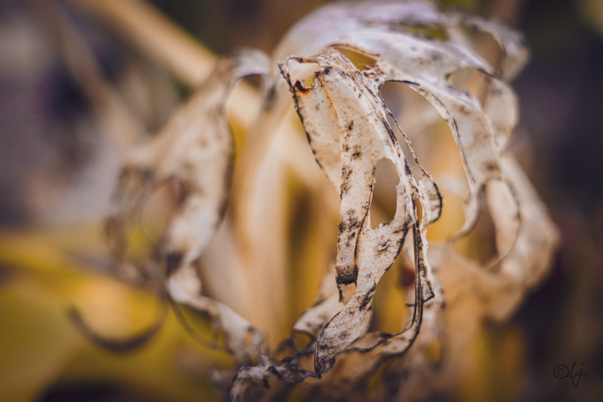 Dying with a dying fall – PoetryPix