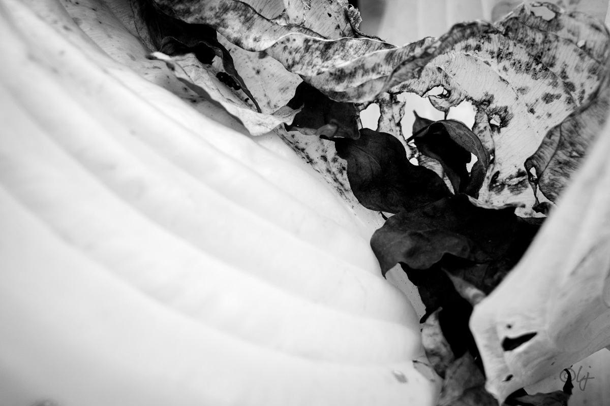 Dying with a dying fall – PoetryPix