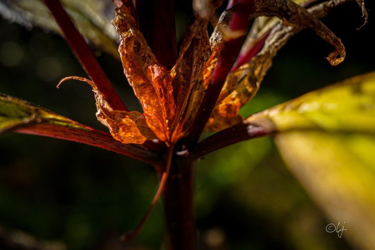 A last lingering look – PoetryPix