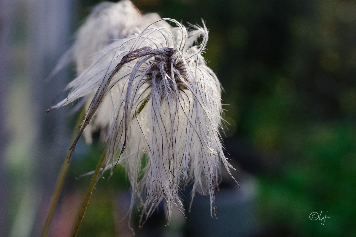 The seeded clematis – PoetryPix