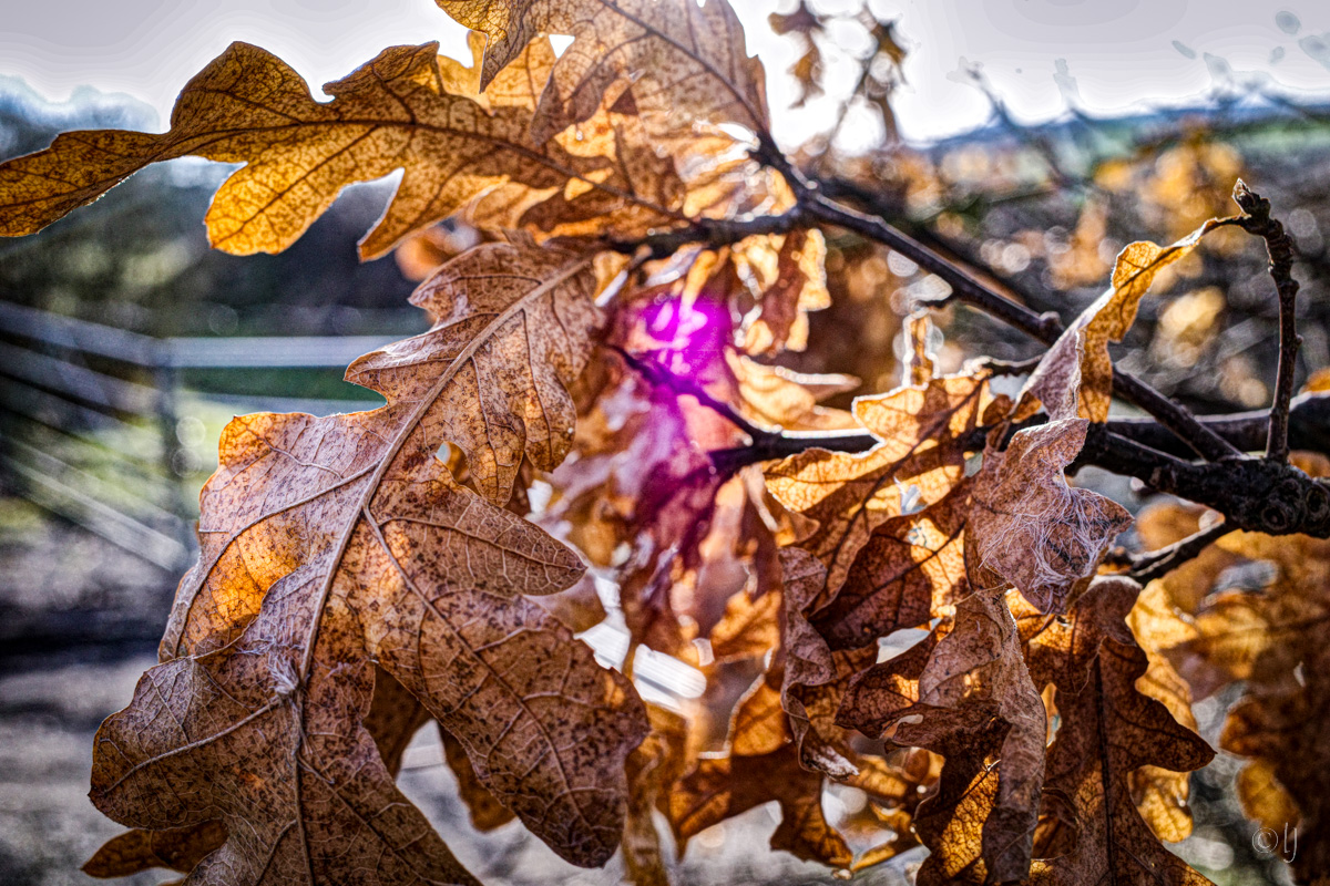 Trick of the Light – PoetryPix