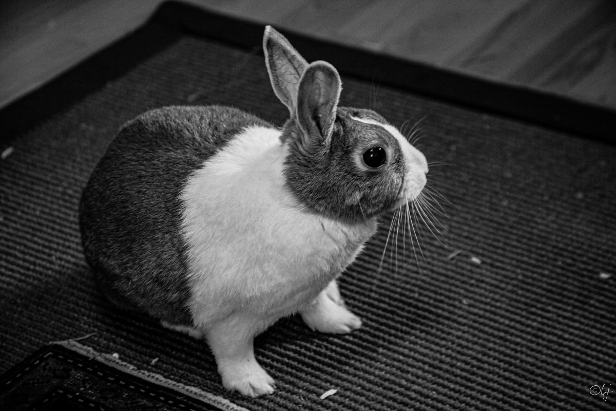 Run rabbit – PoetryPix