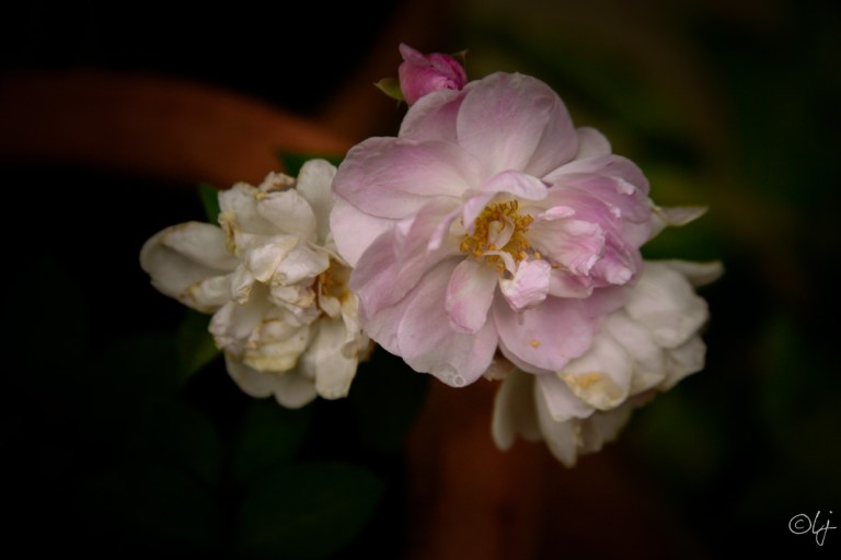 Affinity – PoetryPix