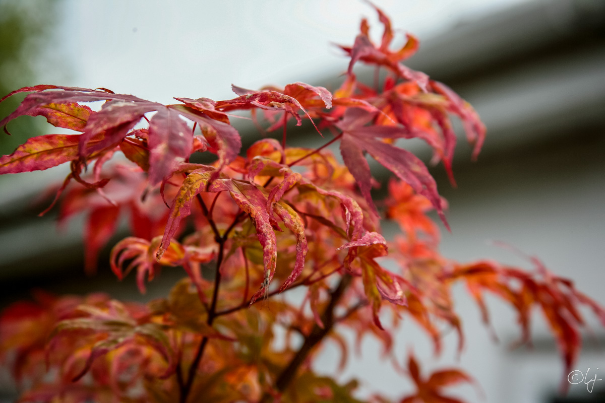 A withering look – PoetryPix